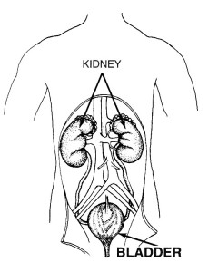 Your Kidneys, Bladder and Fertility – Chinese Medicine in Focus